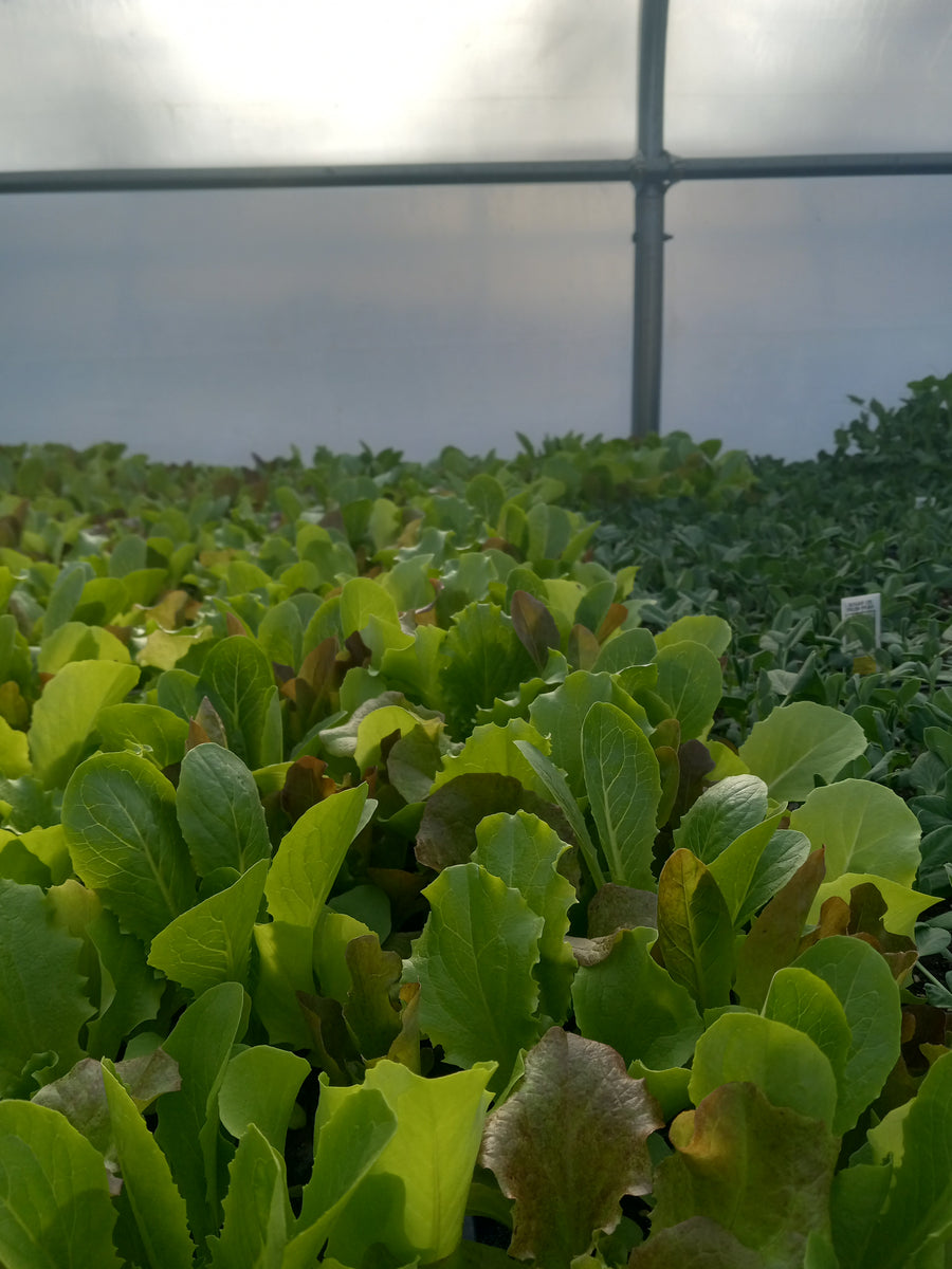 Lettuce, Assortment – Biver Farms