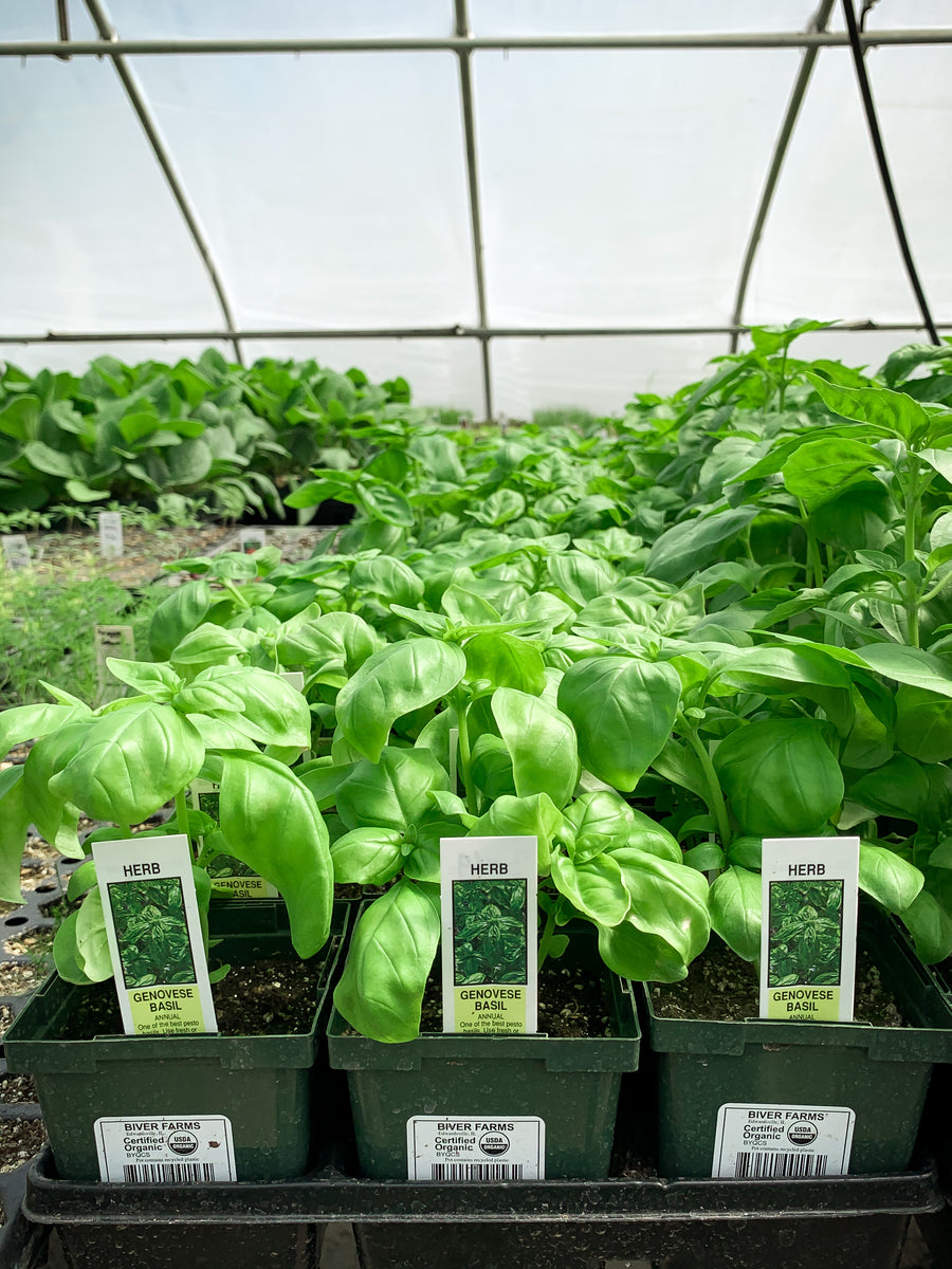 Basil, Genovese – Biver Farms