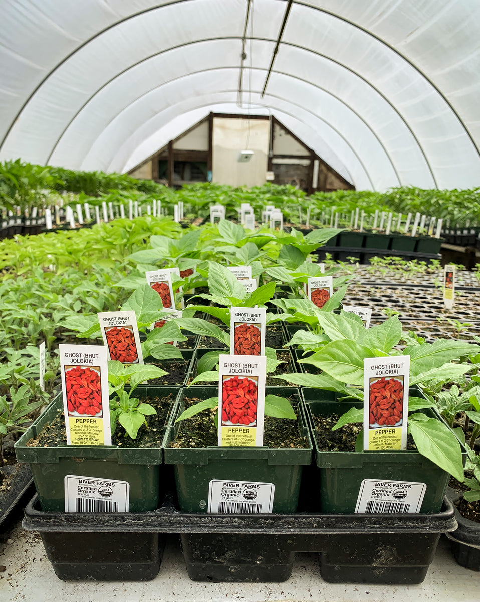 Hot Pepper, Ghost – Biver Farms