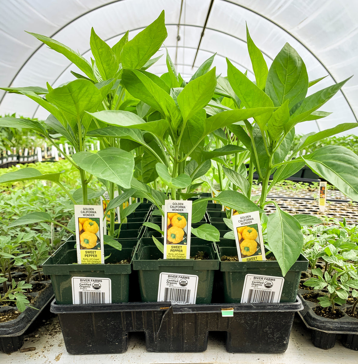 Sweet Pepper, Golden California Wonder – Biver Farms