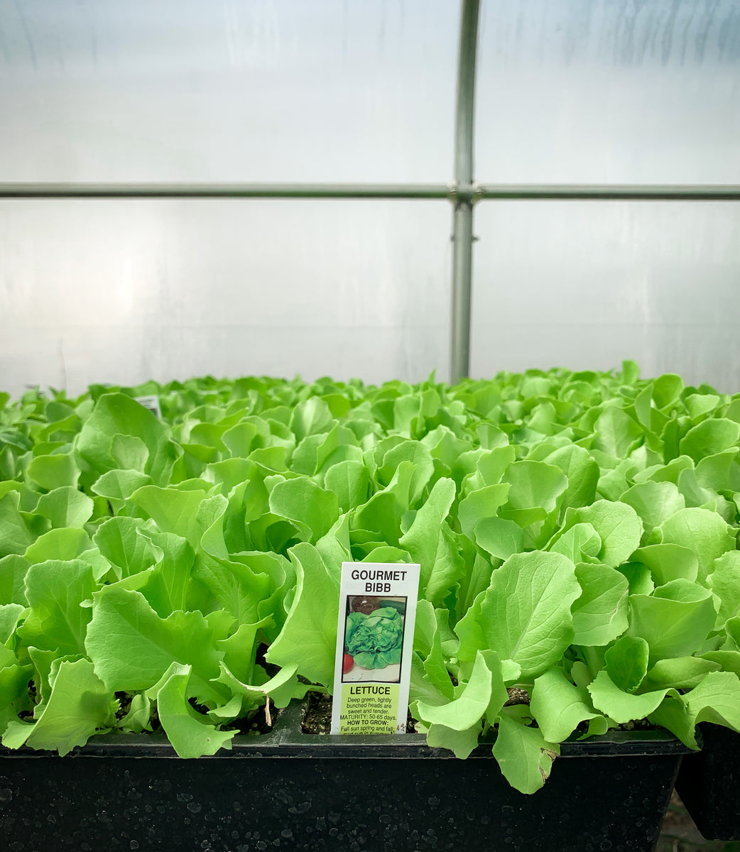 Lettuce, Green Butterhead Bibb – Biver Farms